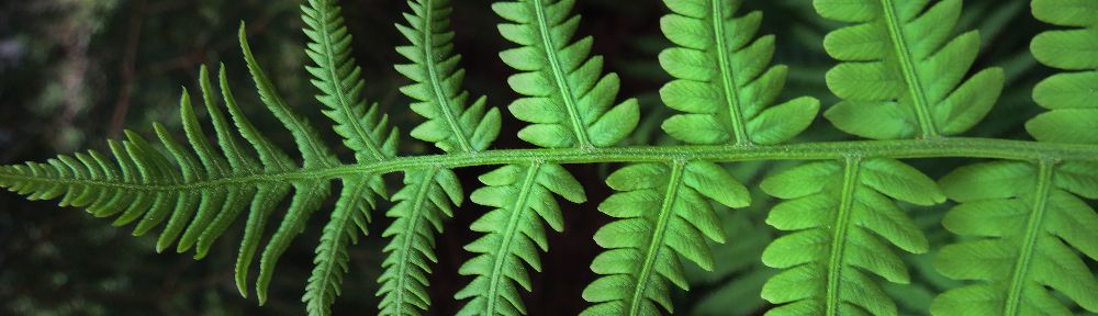 fern_01.jpg – Scripturient